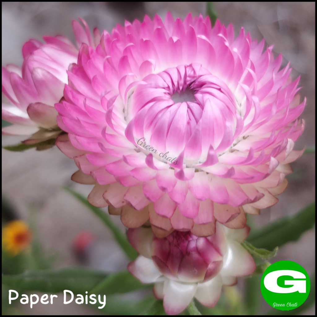 Green Chats – Terrace Gardening