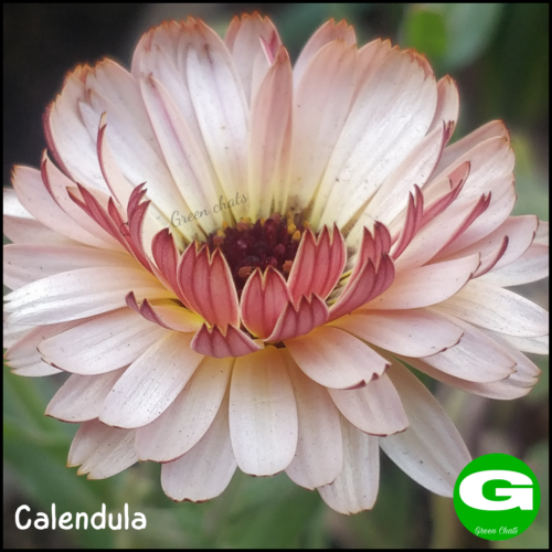 Green Chats – Terrace Gardening